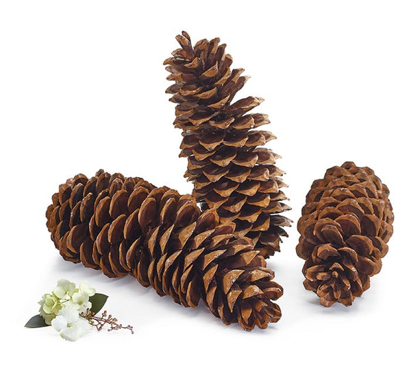 Natural Pine Cones – A Sign of Grace, LLC DBA: Mezoozah Boutique ...